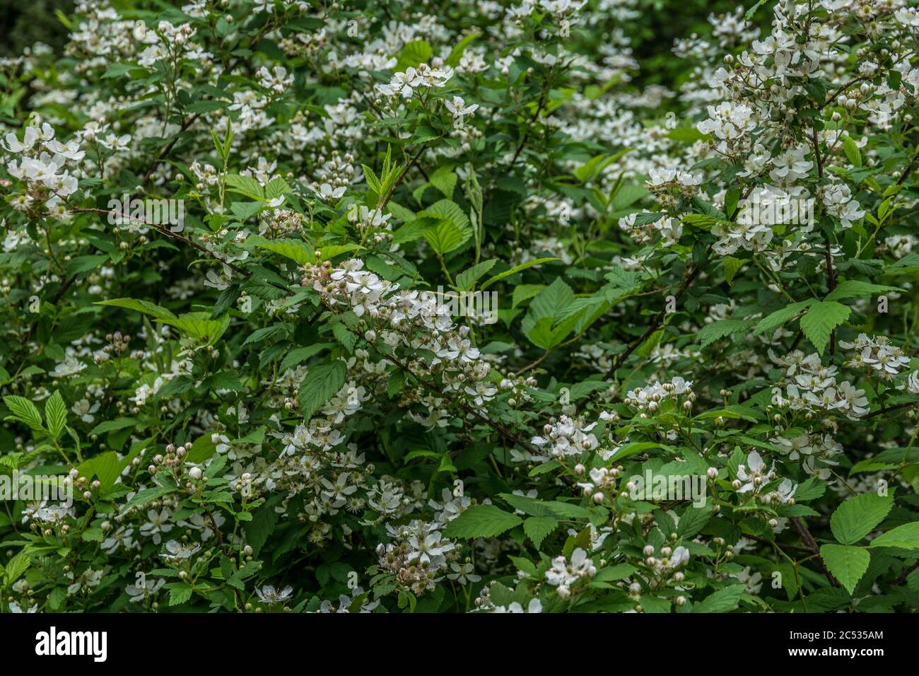 Closeup of white flowers of a blackberry bush with little clusters of ...