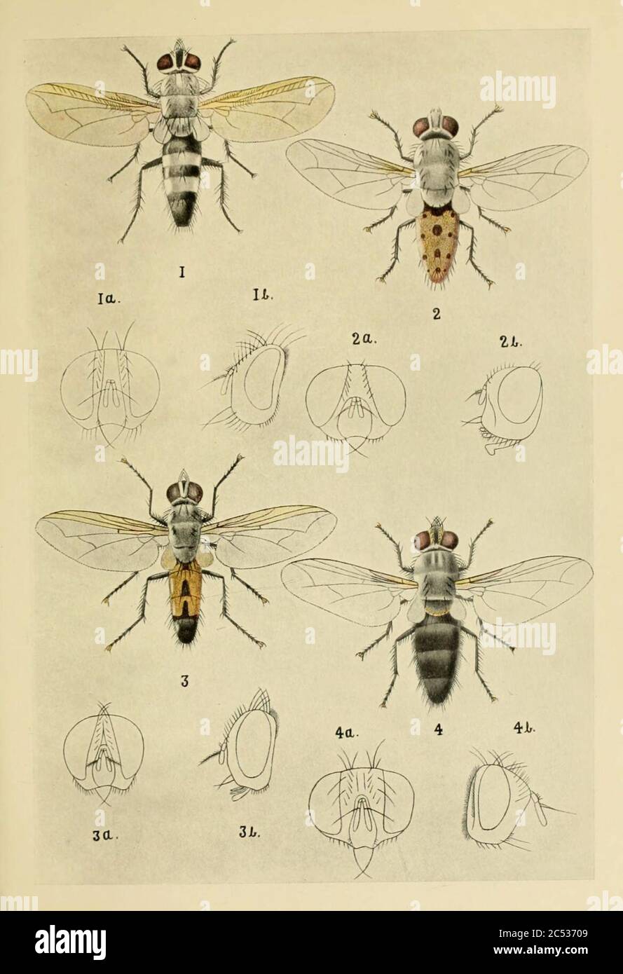 Insect reference plate hi-res stock photography and images - Alamy