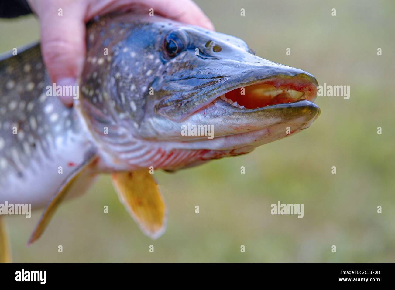 A man holds a river pike in his hands. Pike head. Selective focus Stock ...