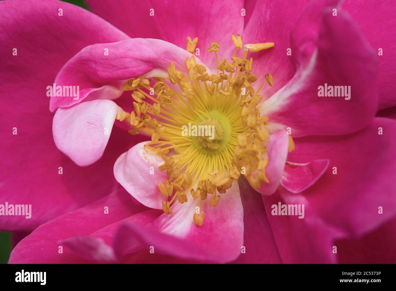 Pink flowers yellow center hi-res stock photography and images - Alamy
