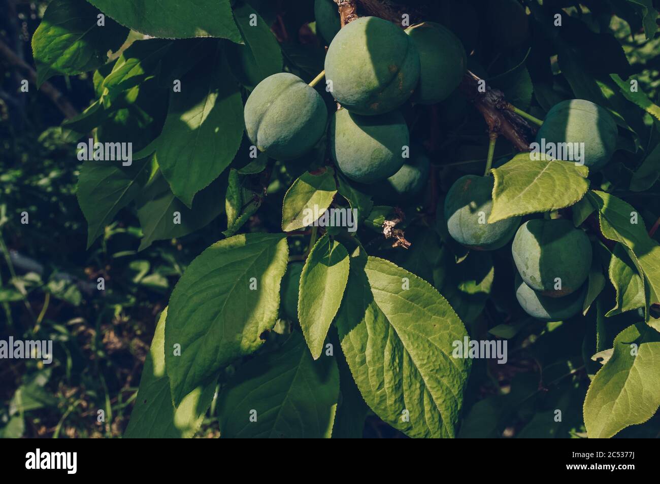 close up view of branch with green growing apricot fruits Stock Photo ...