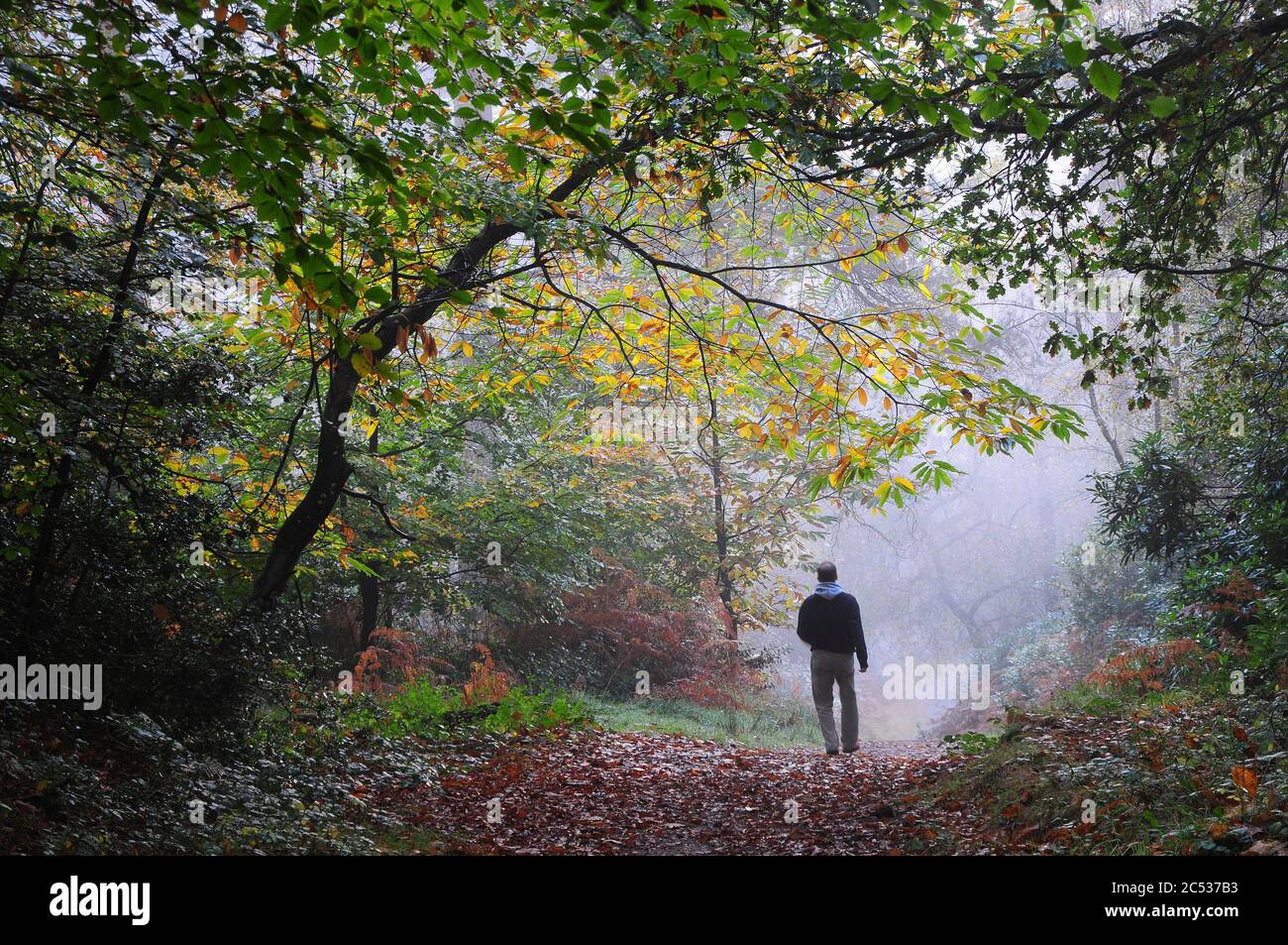 Walker in the wood hi-res stock photography and images - Alamy