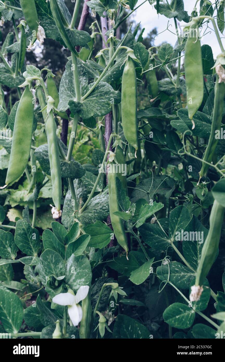 Peas field flowers pods hi-res stock photography and images - Alamy