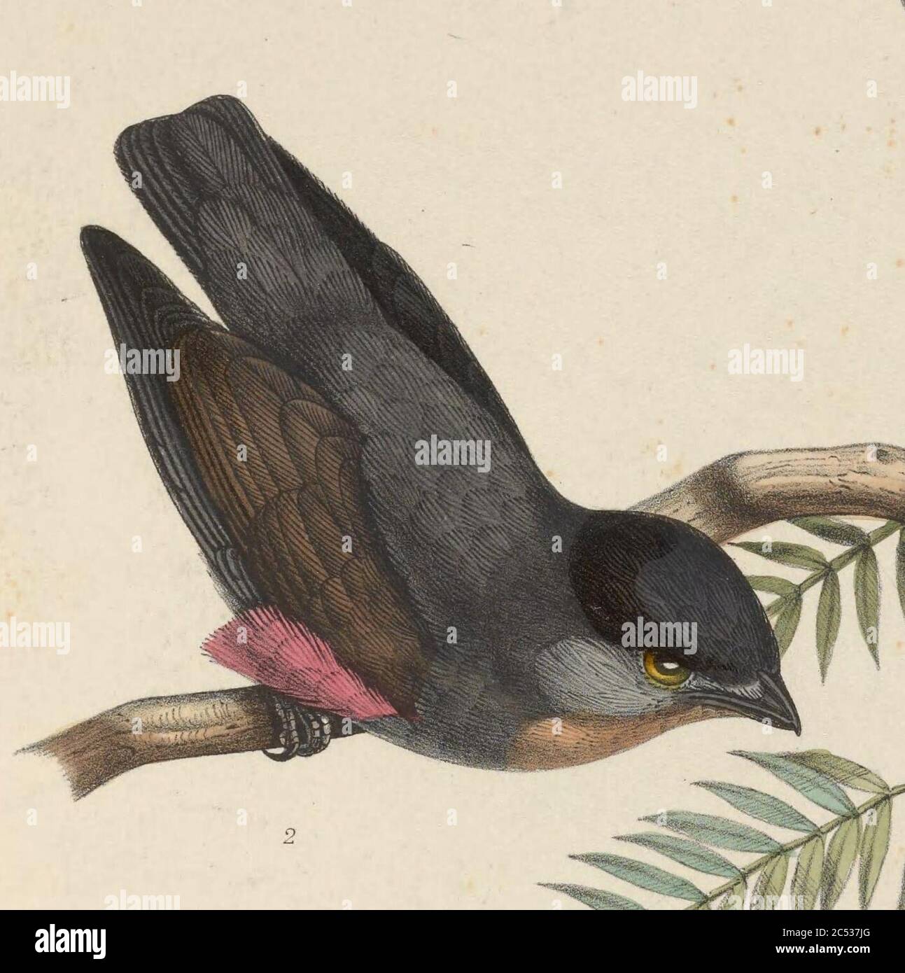 Pipra hi-res stock photography and images - Alamy