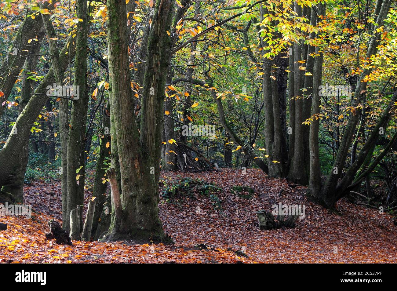 Sweet chestnut trees hi-res stock photography and images - Alamy