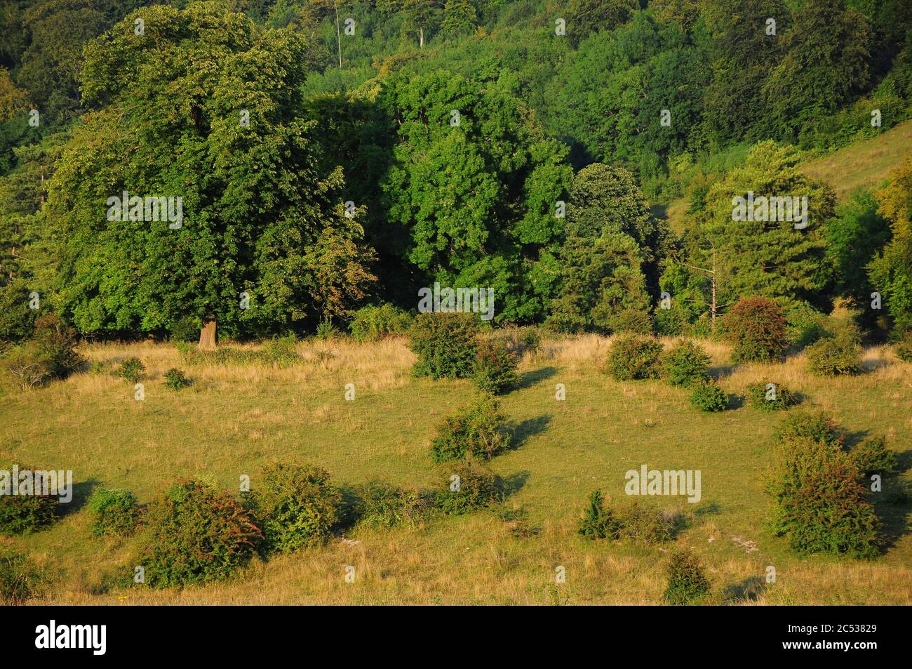 Tring park hi-res stock photography and images - Alamy