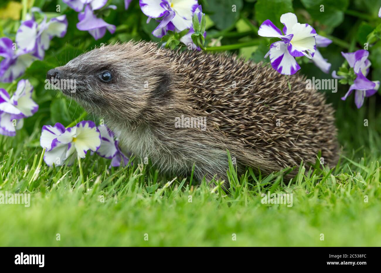 Wild, native hedgehog foraging in hedgehog friendly garden. Taken ...