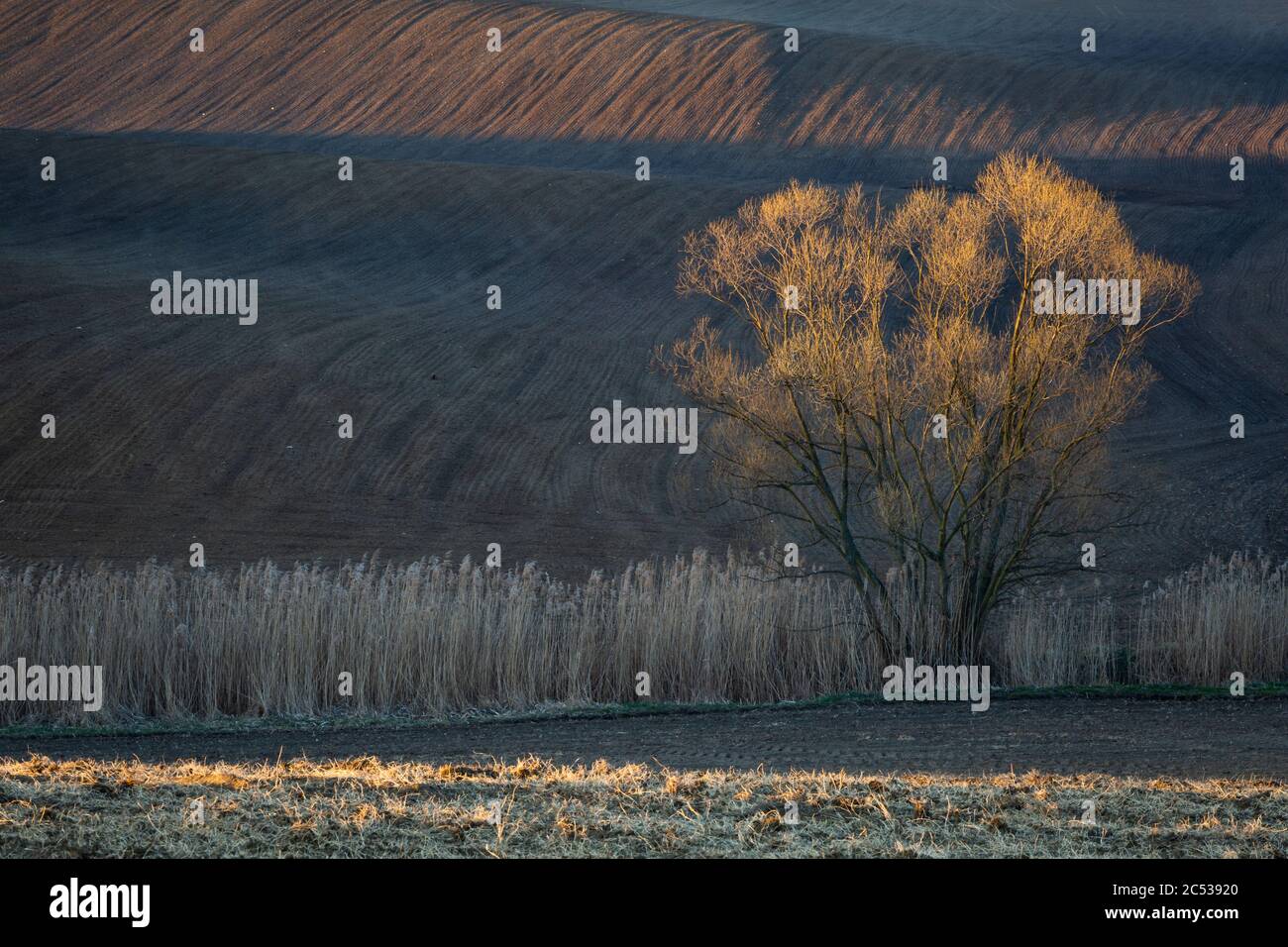 Trees in the fields of Turiec region in northern Slovakia Stock Photo ...