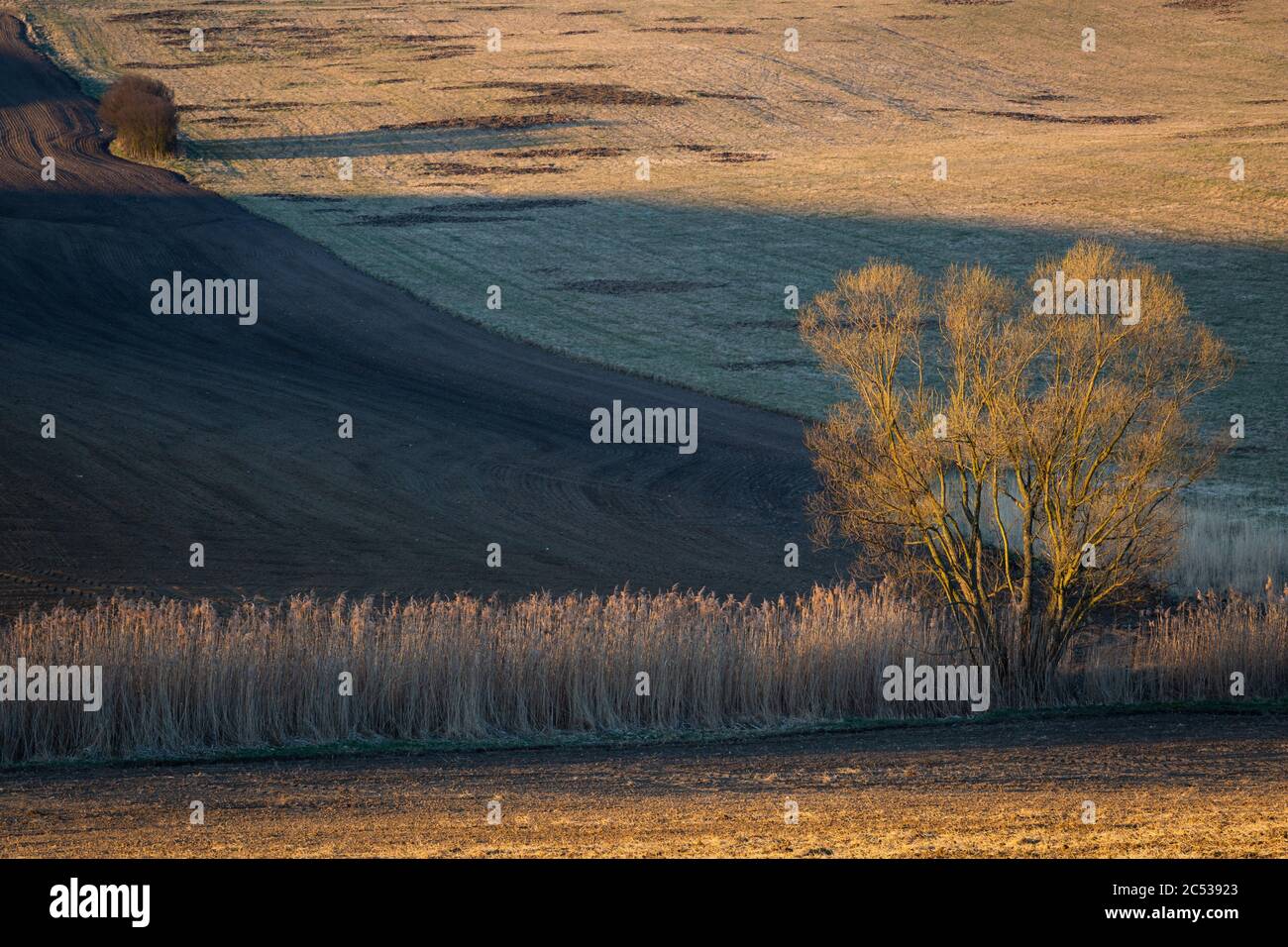 Trees in the fields of Turiec region in northern Slovakia Stock Photo ...
