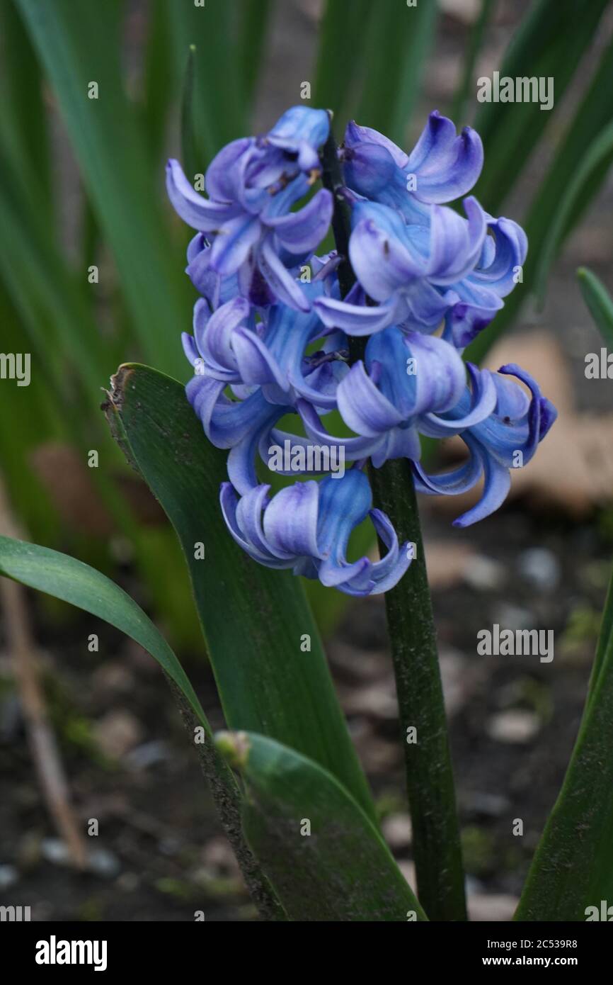 Selective focus shot of a beautiful blue hyacinth flower blooming Stock ...