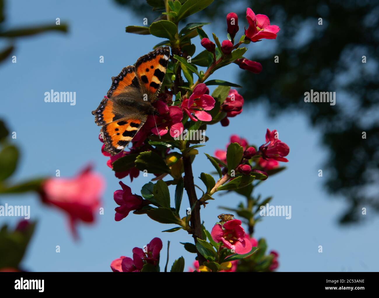 Tortoise Shell Butterfly perches on pink summer flowers in bright ...