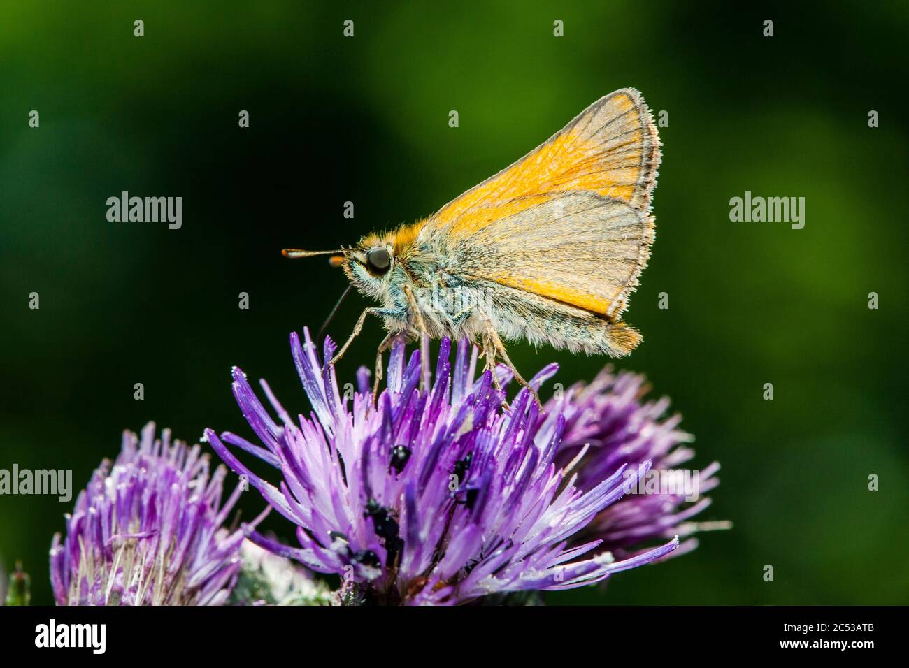 Rust colored flower hi-res stock photography and images - Alamy