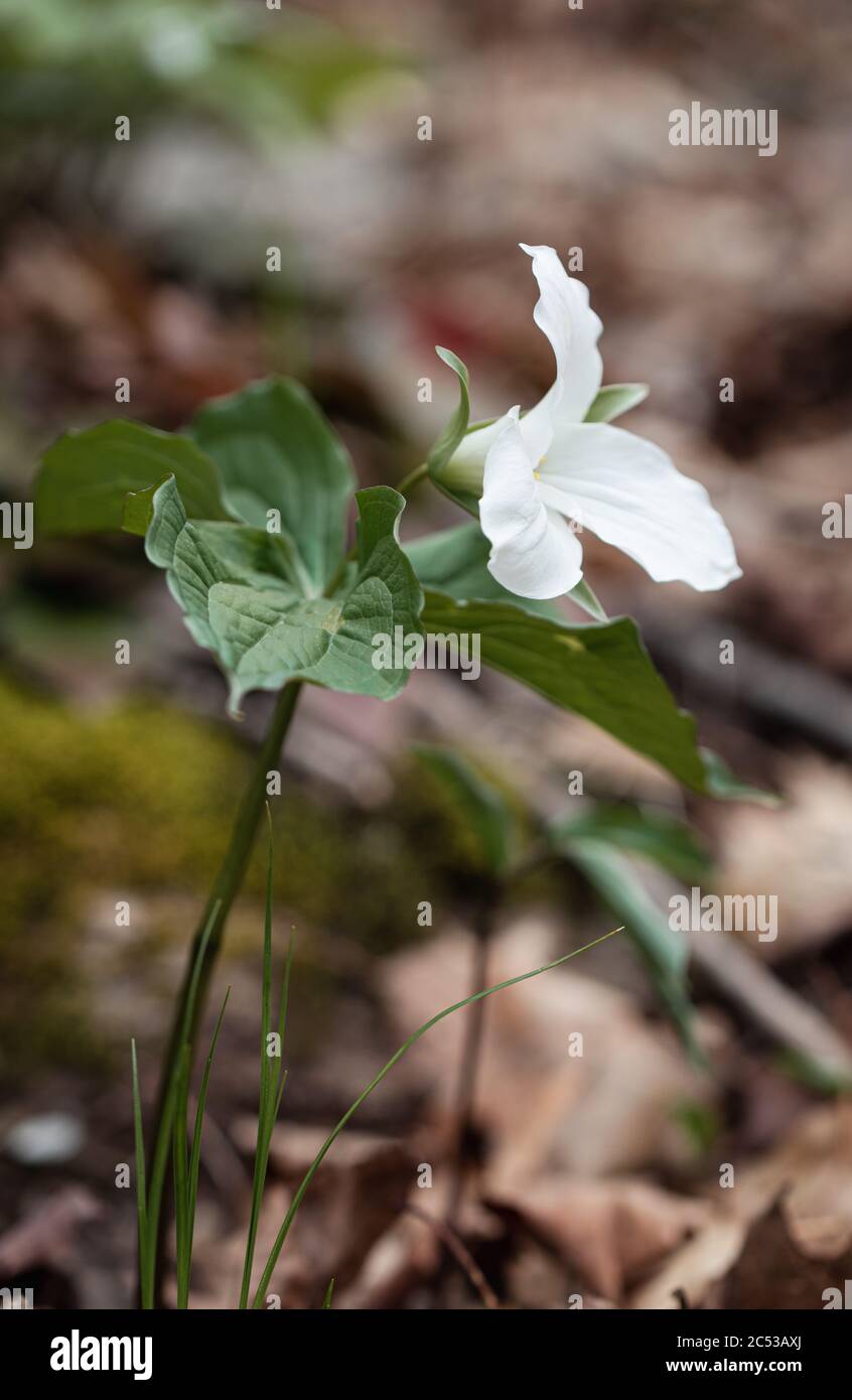 Trillium blooming on forest floor hi-res stock photography and images ...