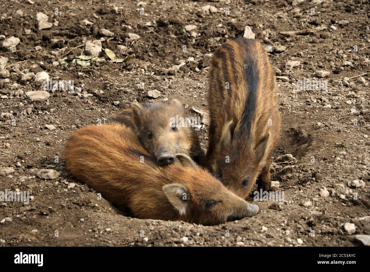 African wild dog baby hi-res stock photography and images - Alamy