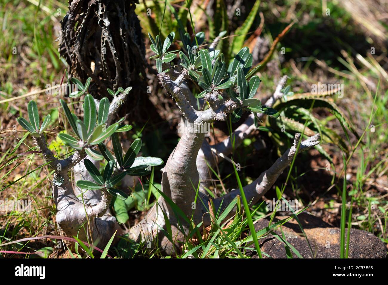 African native vegetation hi-res stock photography and images - Alamy