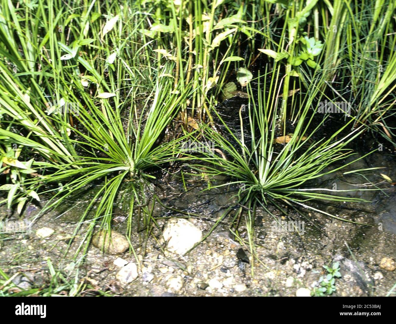 Isoetes hi-res stock photography and images - Alamy
