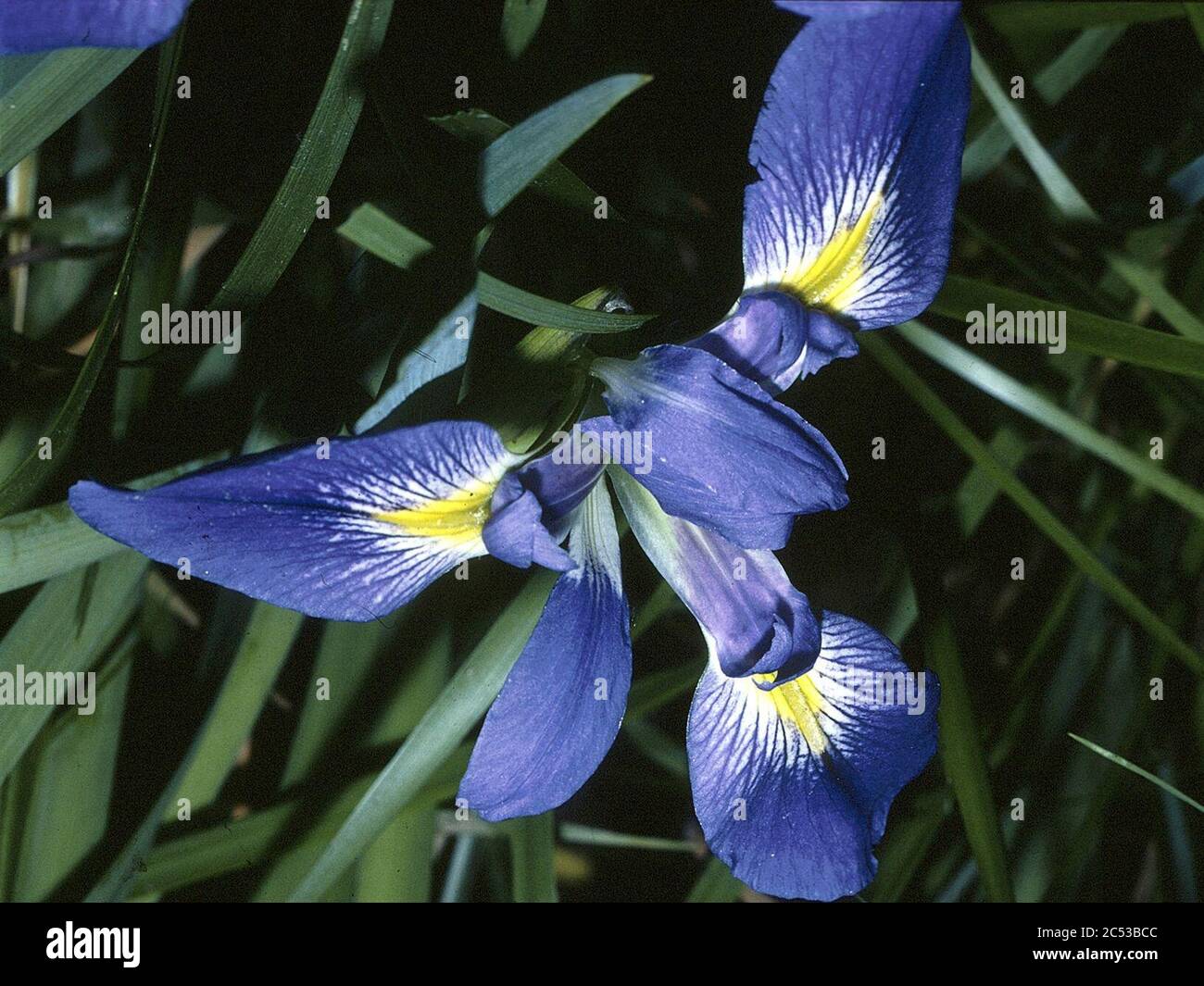 Iris prismatica NRCS-4x3 Stock Photo - Alamy