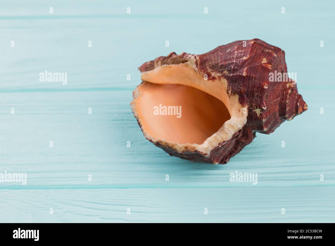 Sea shell close up marine organism hi-res stock photography and images ...