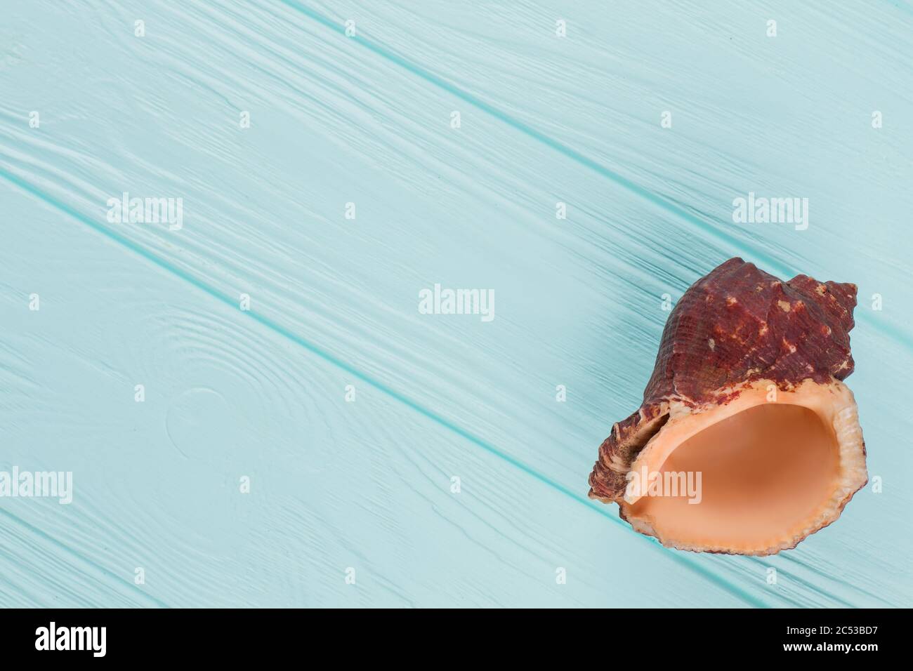 Turquoise shell hi-res stock photography and images - Alamy