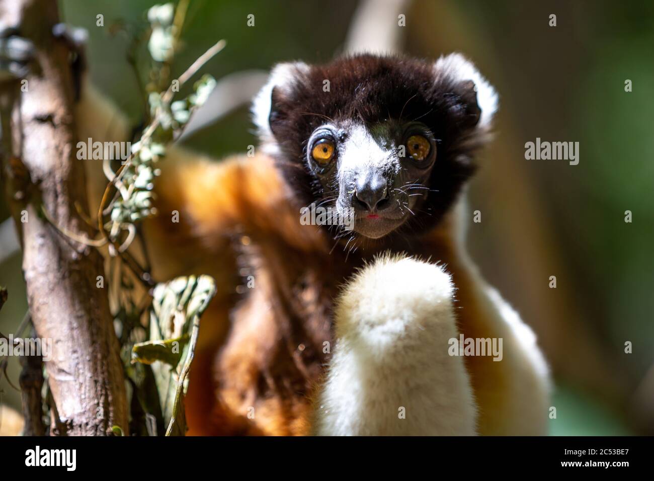 Silky sifaka lemur endangered wild hi-res stock photography and images ...