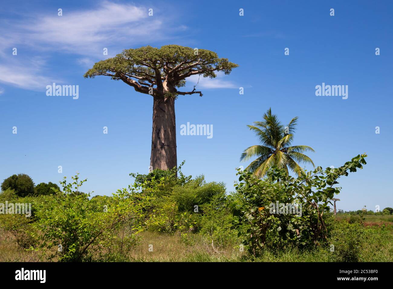 One particularly large baobab tree in the vastness of the island of ...