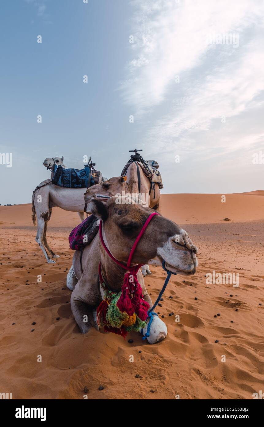 Brown camels sitting on hi-res stock photography and images - Alamy