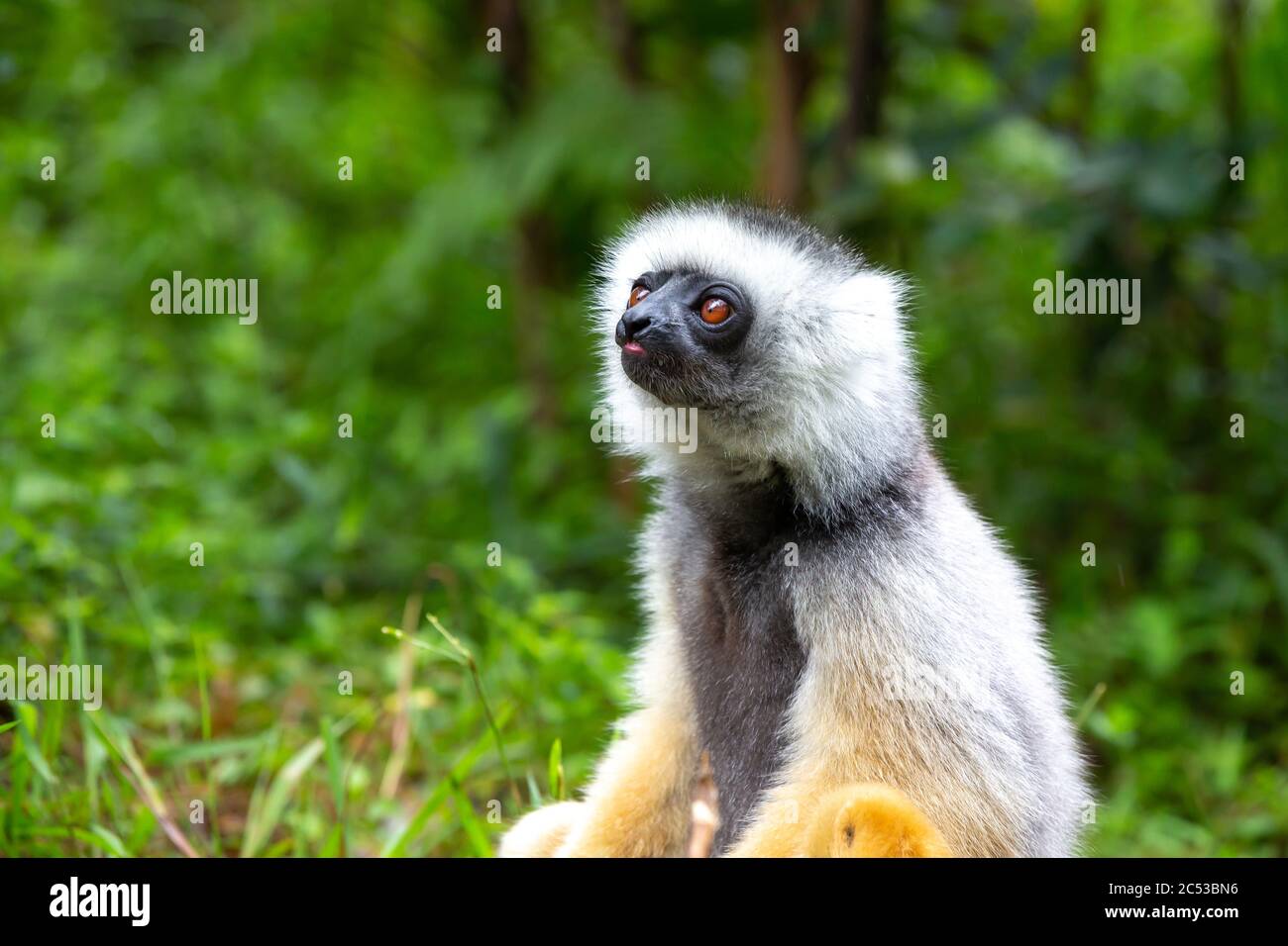 One Sifaka Lemur in the rainforest on the island of Madagascar Stock ...