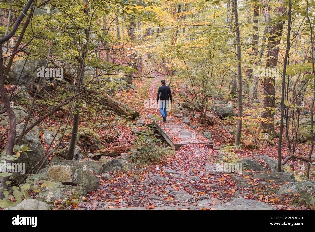 Appalachian trail woods walk hi-res stock photography and images - Alamy