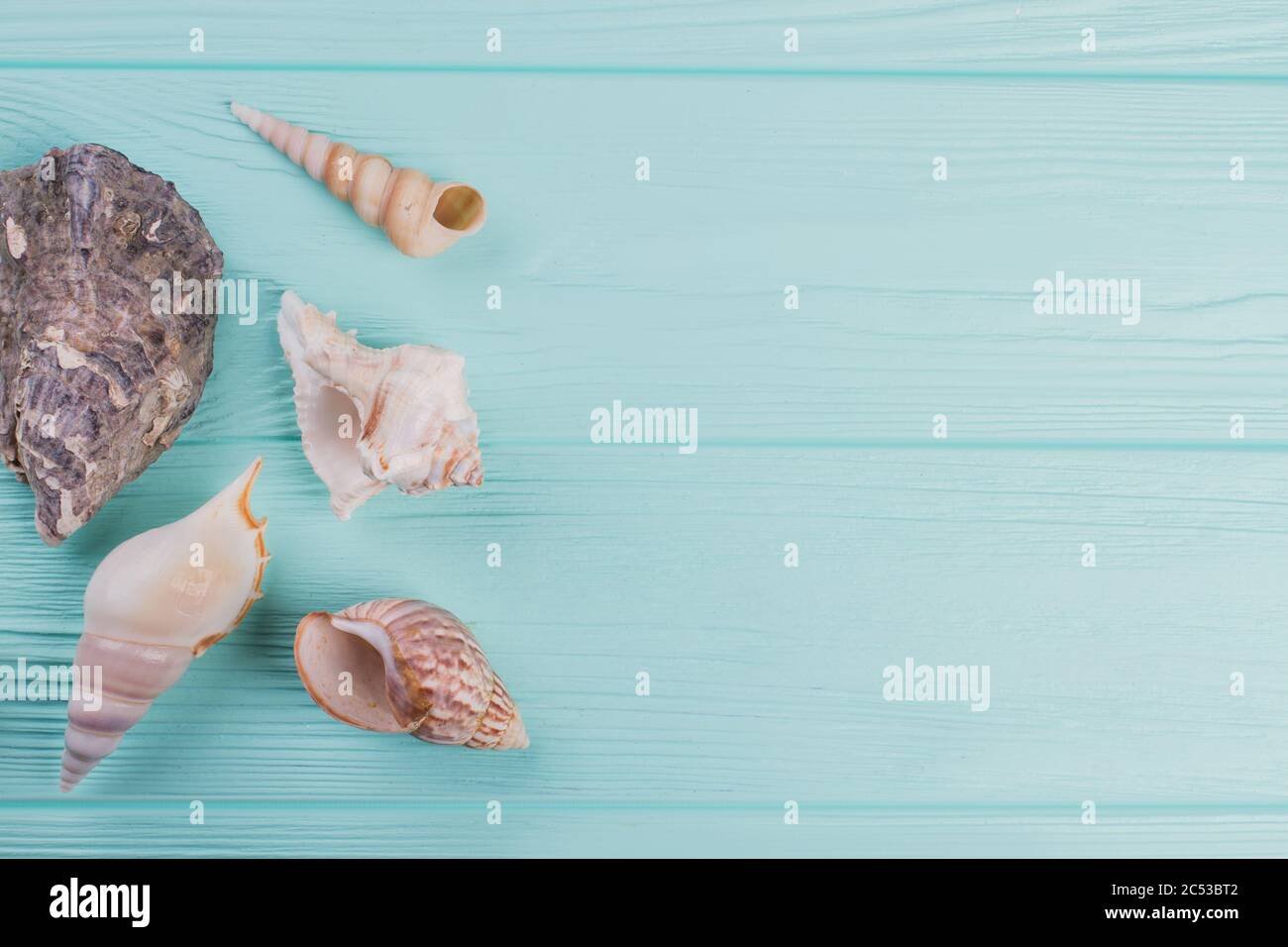 Various and colorful seashells hi-res stock photography and images - Alamy