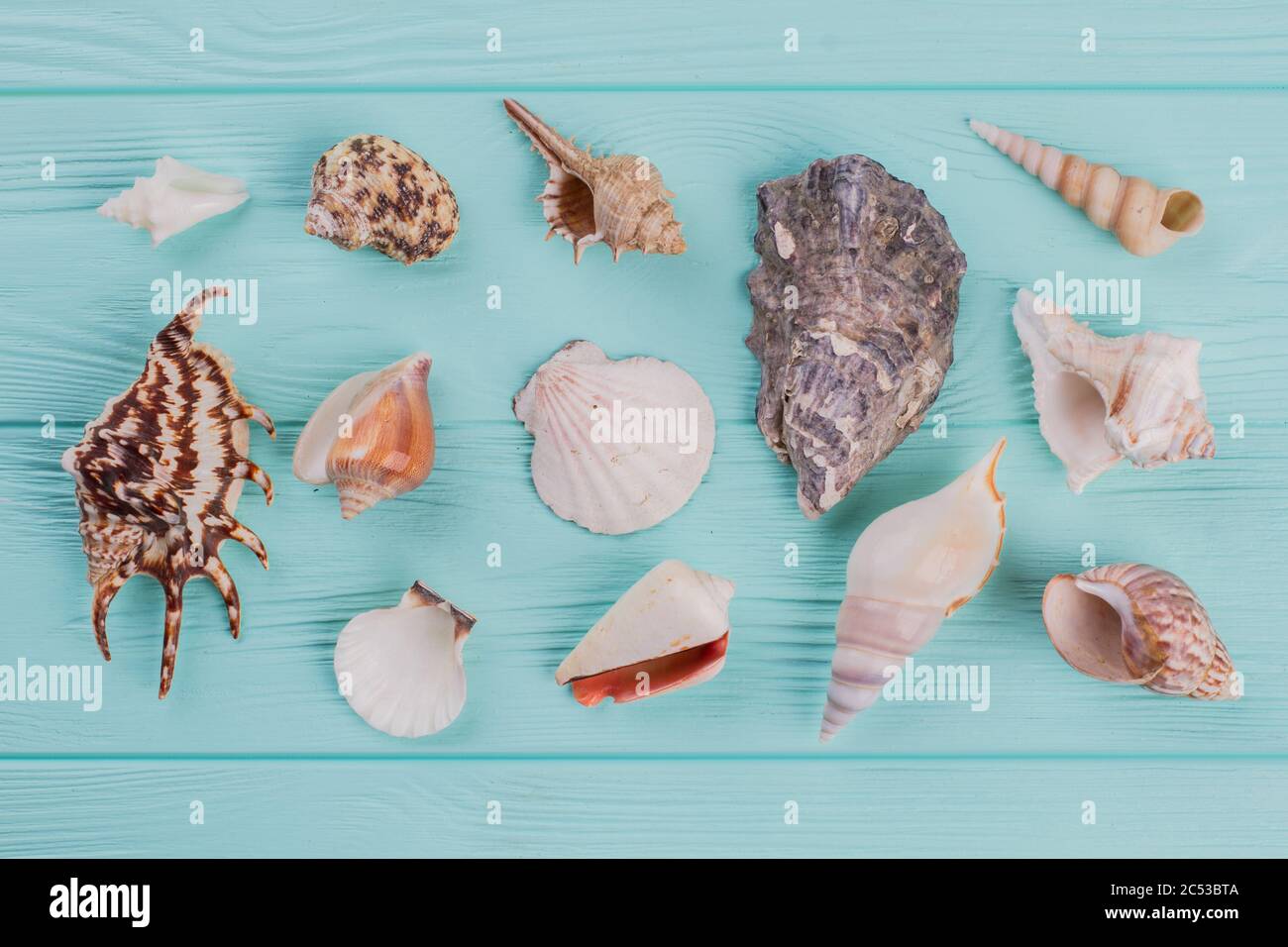Different sea shells on turquoise background Stock Photo - Alamy