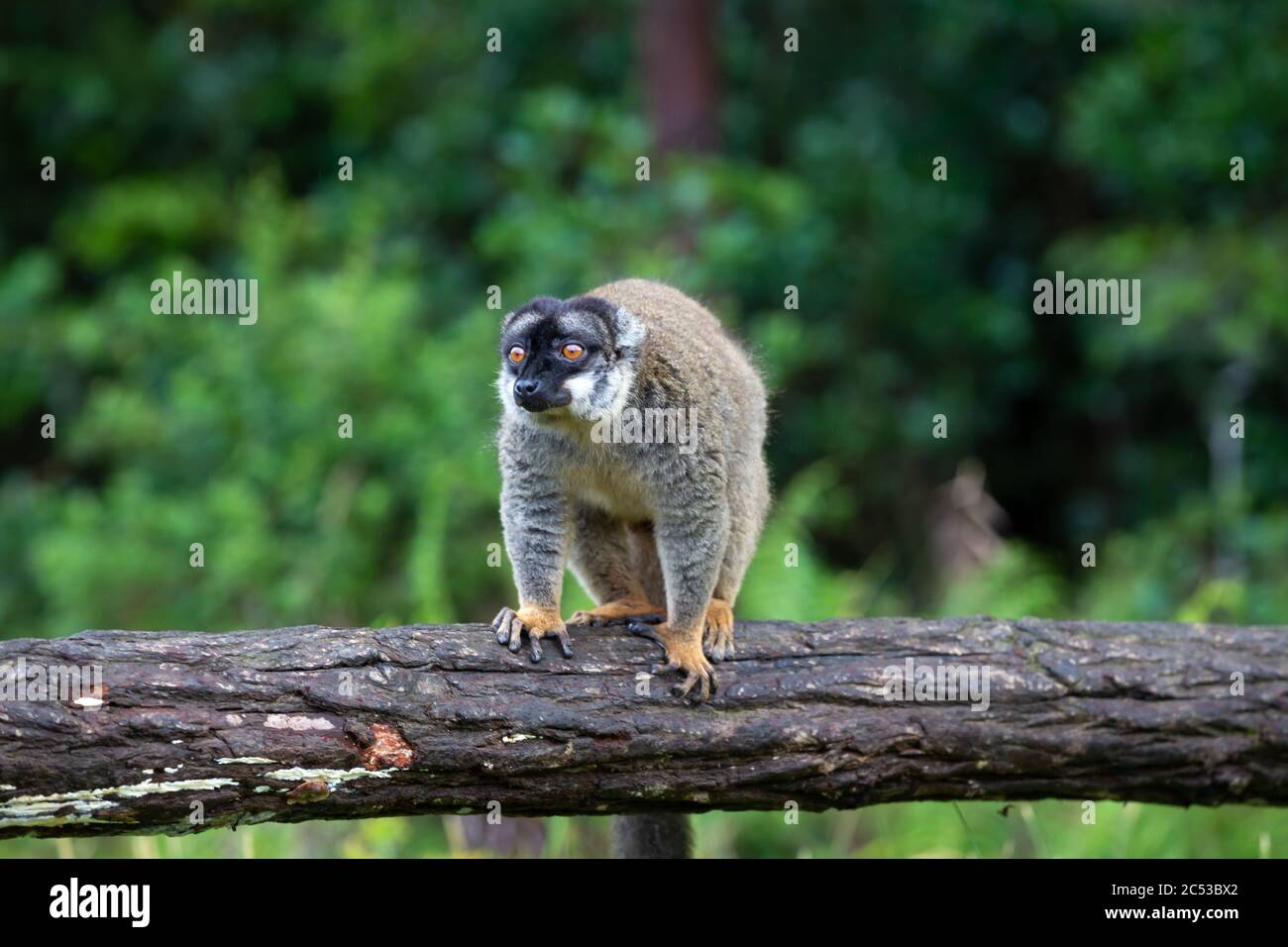 The Lemurs on a log hanging over the water Stock Photo - Alamy