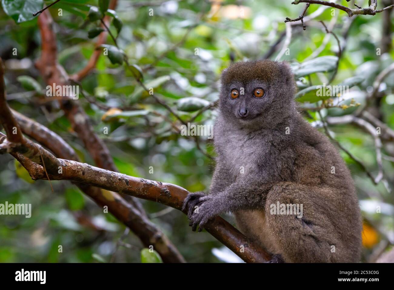 Lemur primates hi-res stock photography and images - Alamy