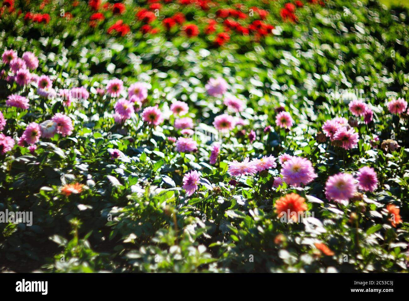Flourishing bed hi-res stock photography and images - Alamy