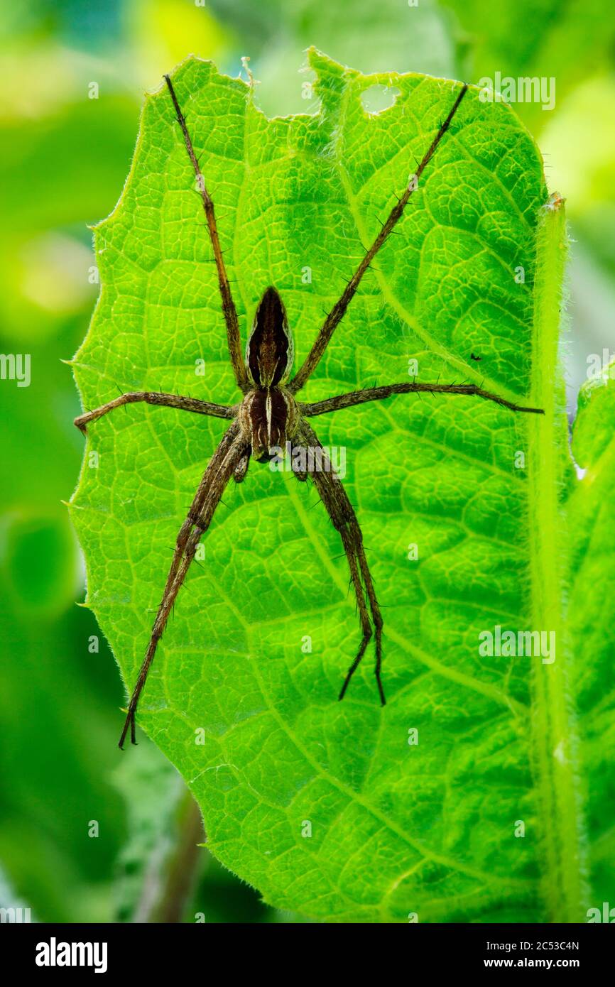 Wolfspinne hi-res stock photography and images - Alamy