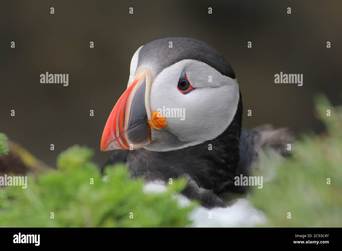 Puffin iceland meal hi-res stock photography and images - Alamy