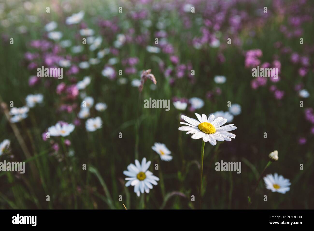 Spring herb detail hi-res stock photography and images - Alamy