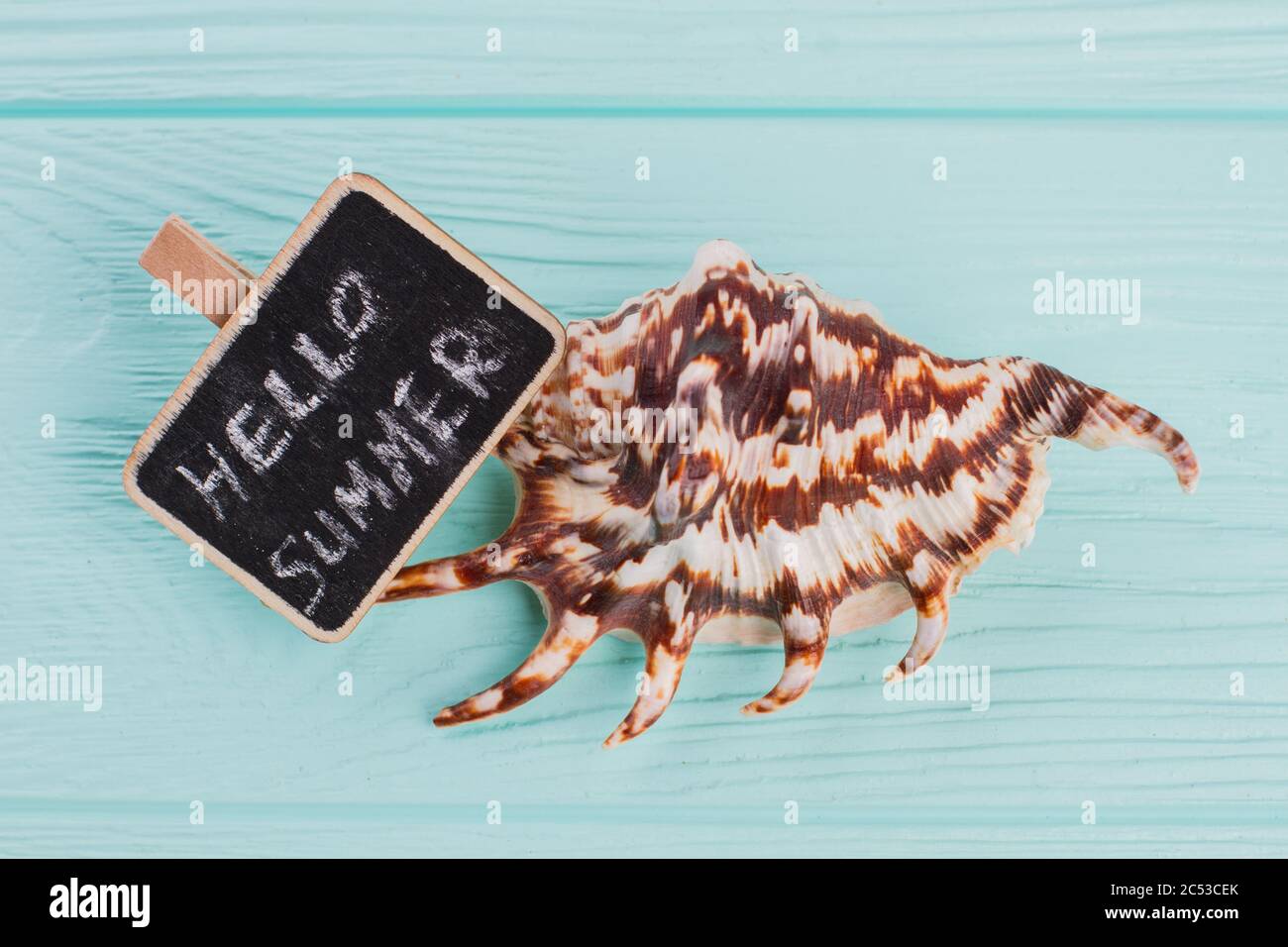 Sea shell close up marine organism hi-res stock photography and images ...