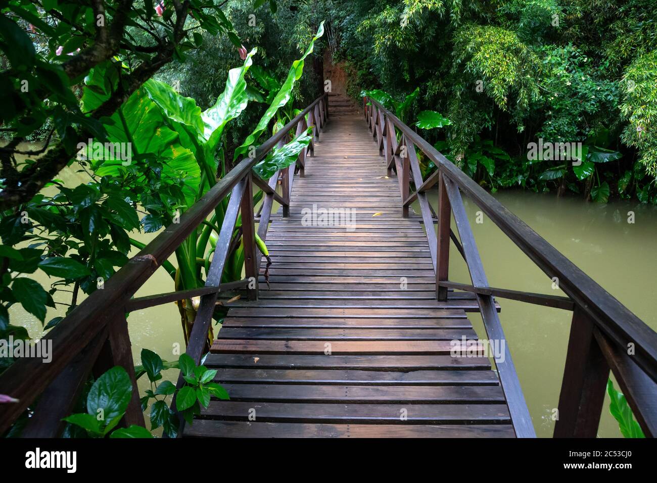 One small wooden bridge over a small river in a rainforest in ...
