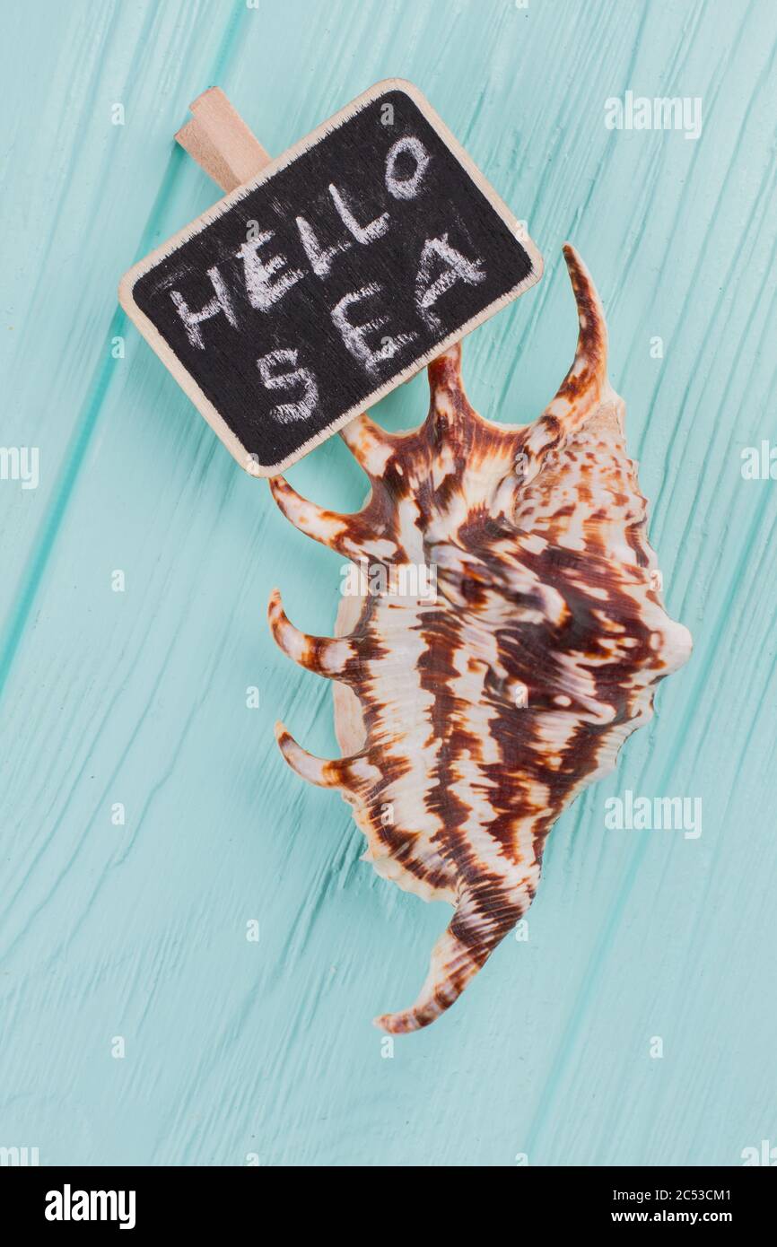 Little seashell with chalkboard with hello sea text Stock Photo - Alamy