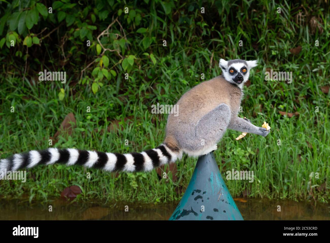 Madagaskar national hi-res stock photography and images - Alamy