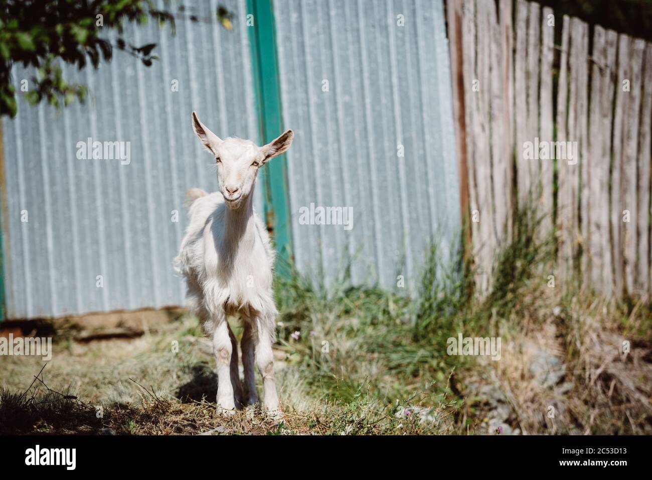 Little white goat - kid staring to the camera during sunny summer day ...