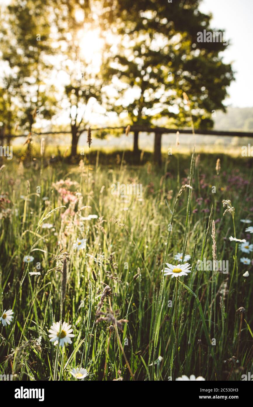 Marguerite daisy scenery hi-res stock photography and images - Alamy