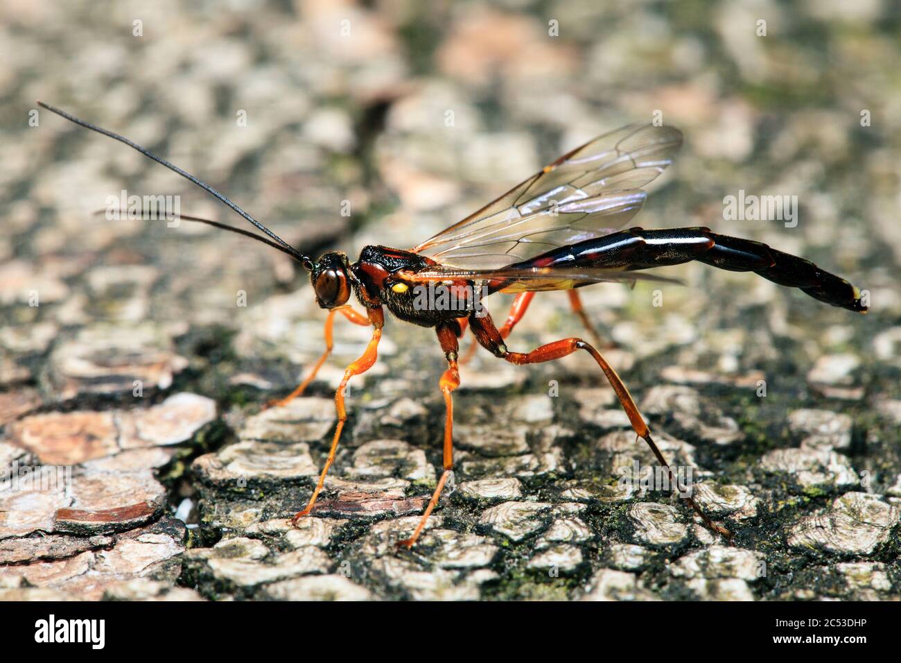 Parasitic wood wasps hi-res stock photography and images - Alamy