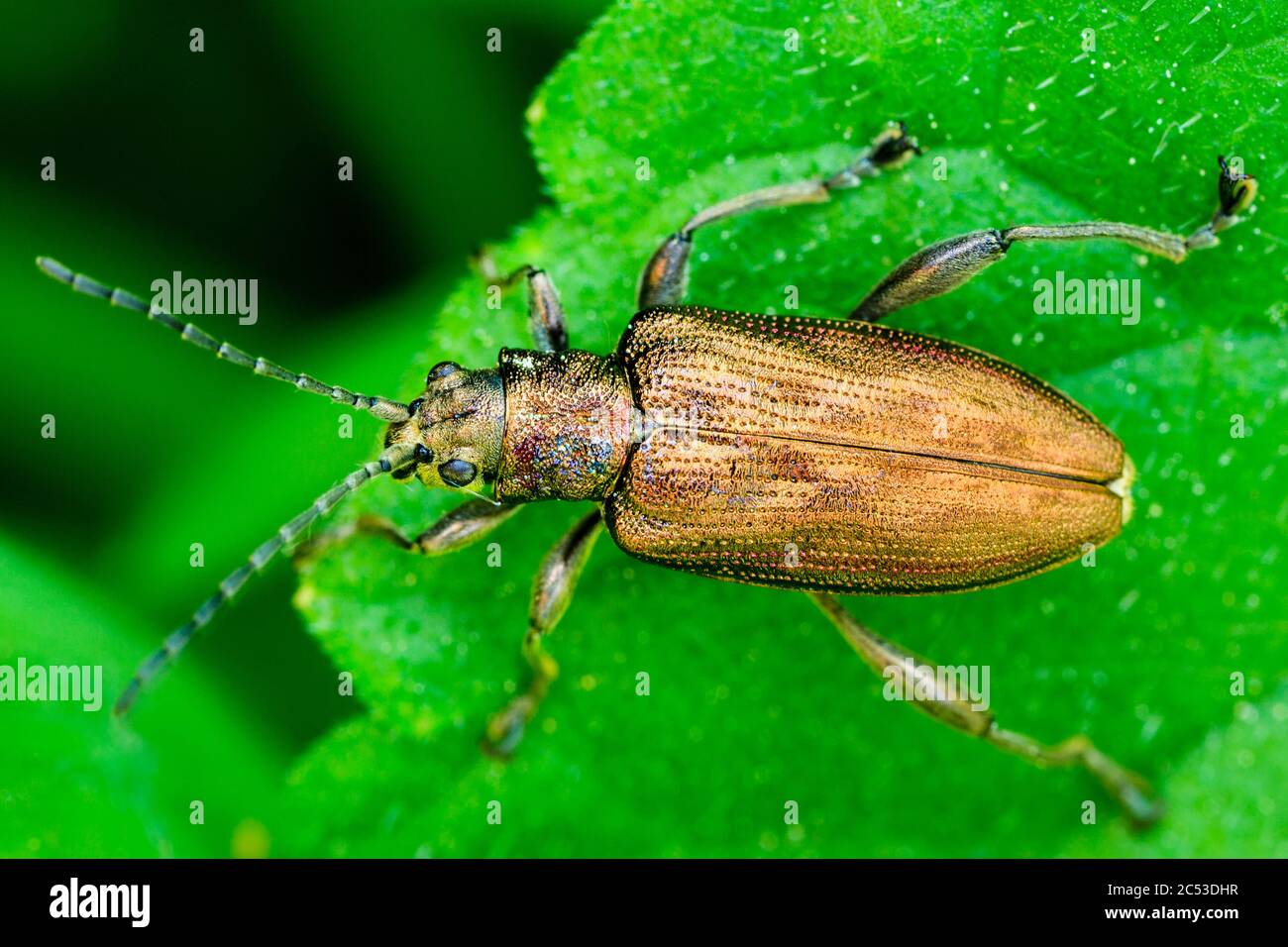 Reed beetle donacia clavipes hi-res stock photography and images - Alamy