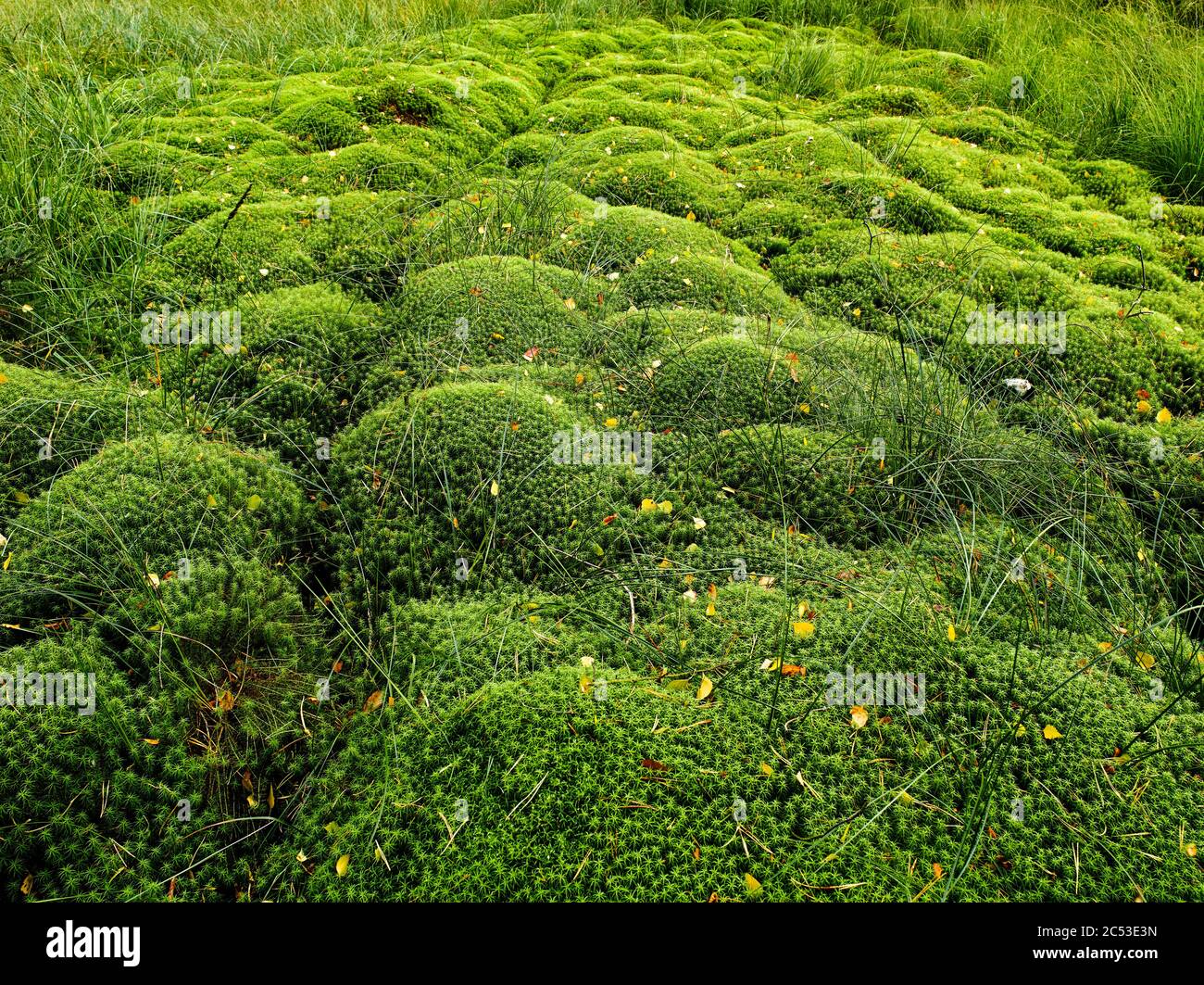 Torfmoos, Moose, Hair Moss, Germany (Polytrichum sp Stock Photo - Alamy