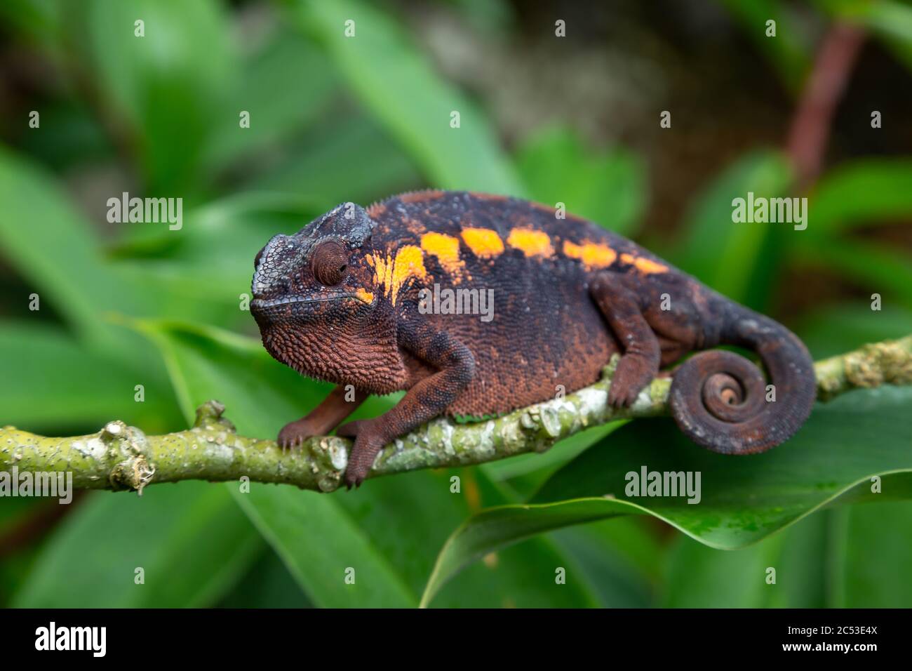 Multi colored chameleon hi-res stock photography and images - Alamy