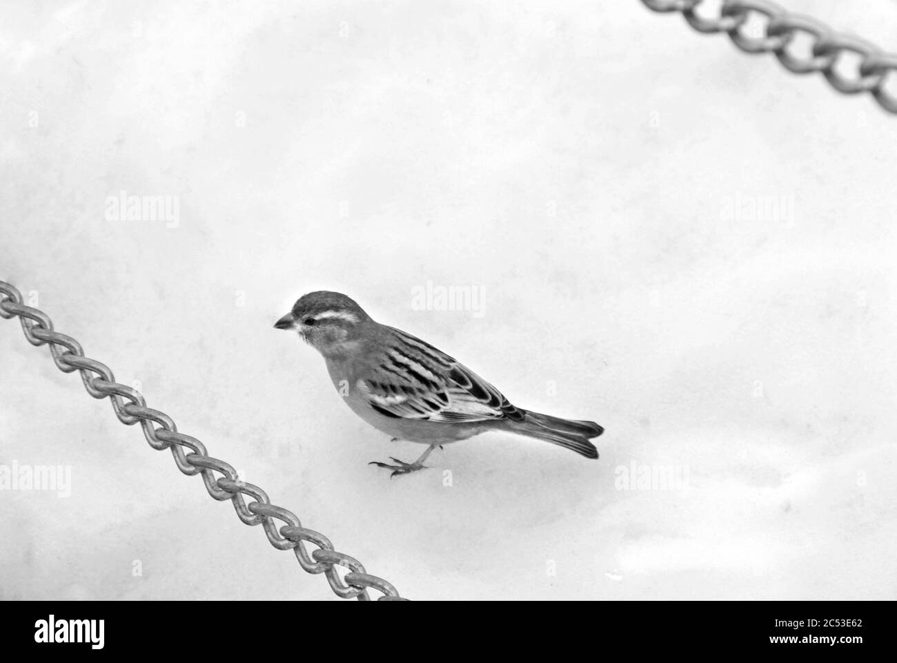 Black woman in chains Black and White Stock Photos & Images - Alamy
