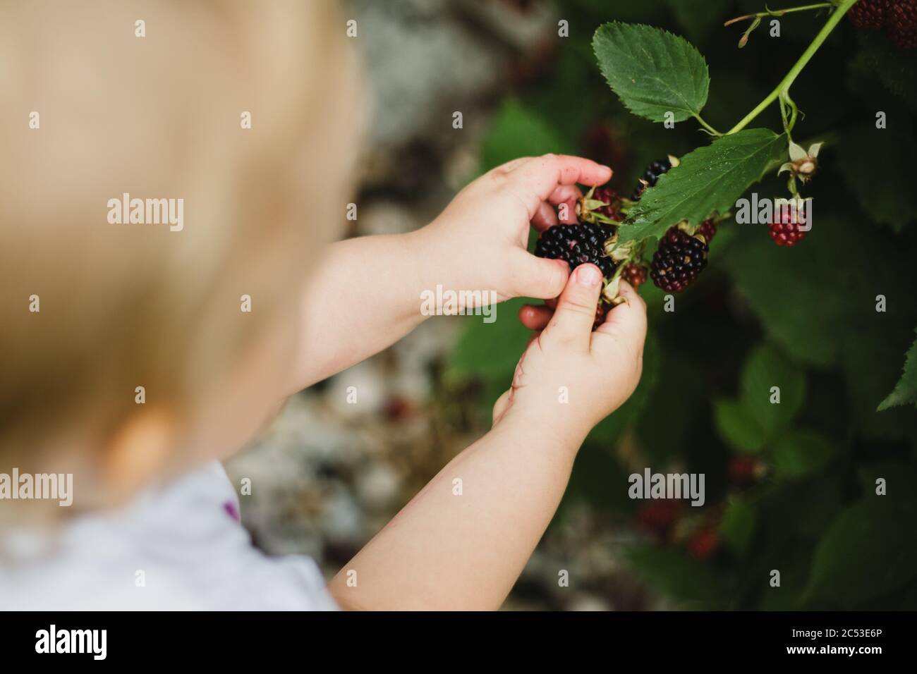 Detail of small children's hands picking ripe blackberries straight ...