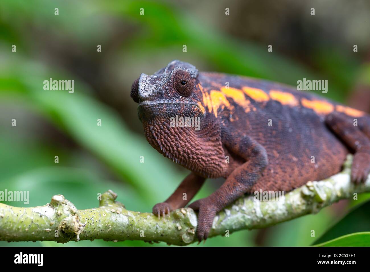 Multi colored chameleon hi-res stock photography and images - Alamy