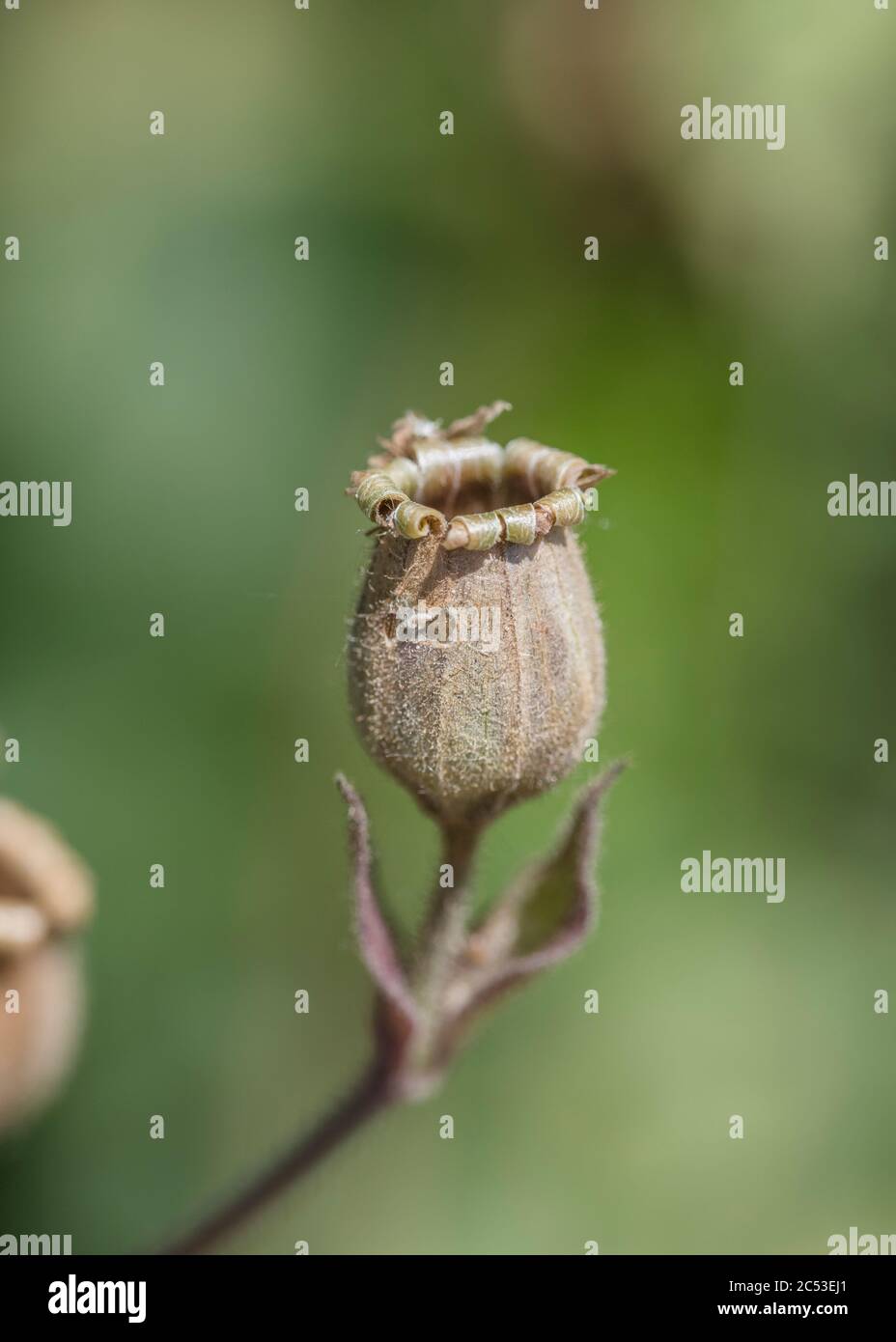 Bell shaped seed pod hi-res stock photography and images - Alamy